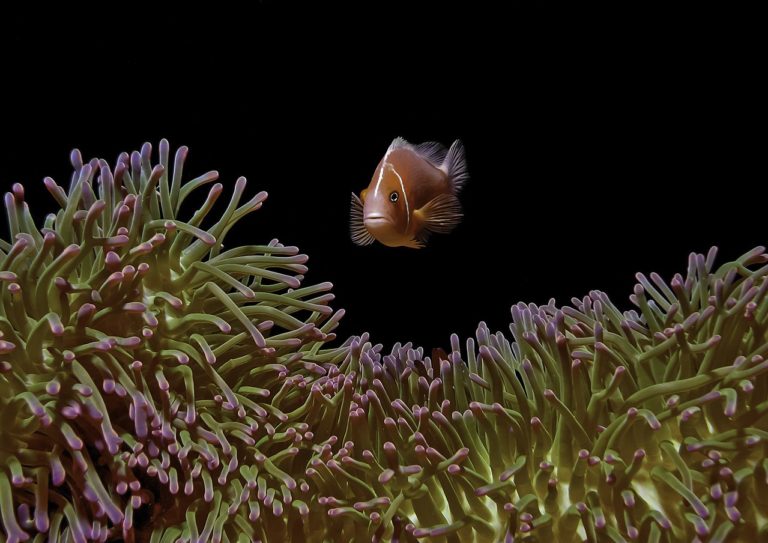 2022 an Gearran: Èisg bhig / Feb. Wee fish - seaboardgàidhlig