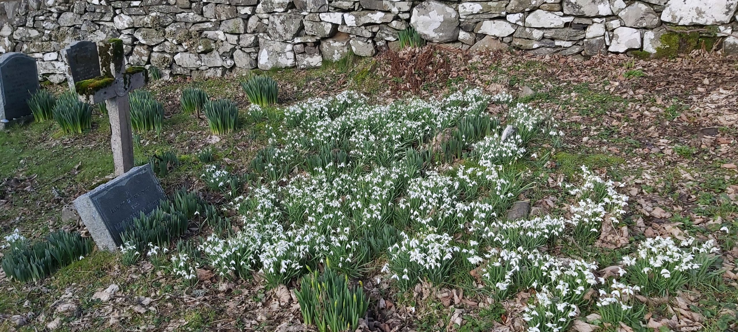 2022 am Màrt: Gealagan-làir / March: Snowdrops - seaboardgàidhlig