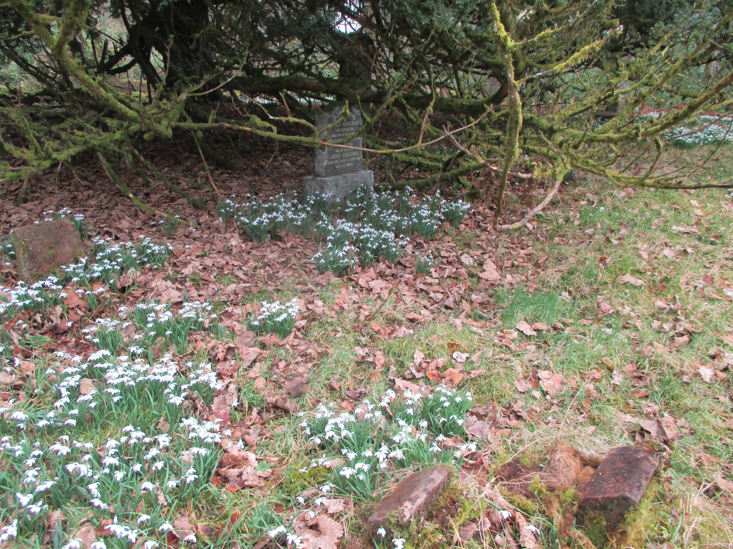 2022 am Màrt: Gealagan-làir / March: Snowdrops - seaboardgàidhlig