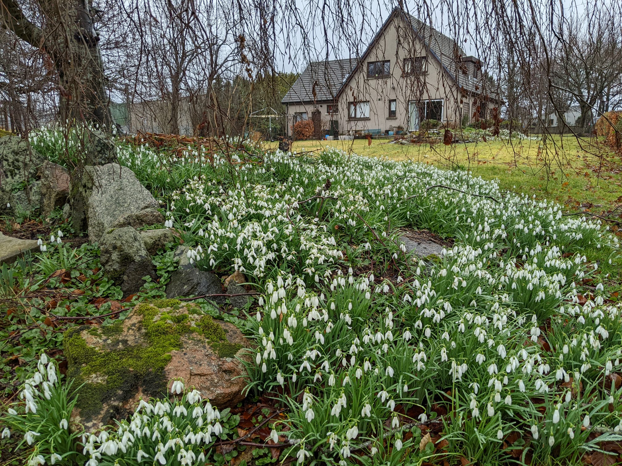 2022 am Màrt: Gealagan-làir / March: Snowdrops - seaboardgàidhlig